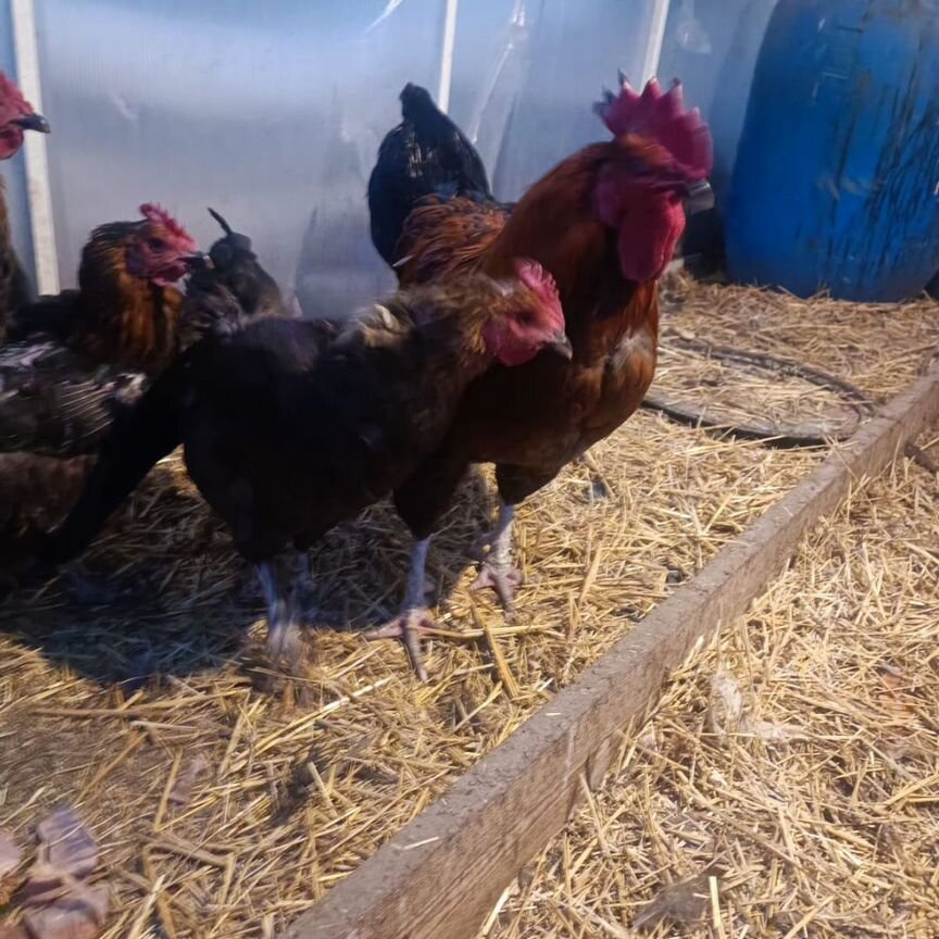 Куры Мараны