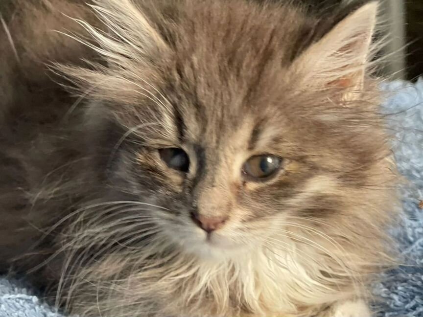 Сибирский котенок