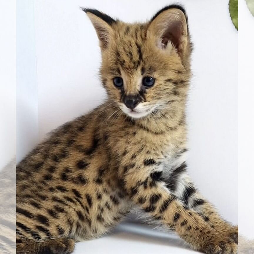 Саванна котёнок