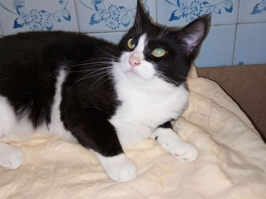 Кошка, ответственным людям