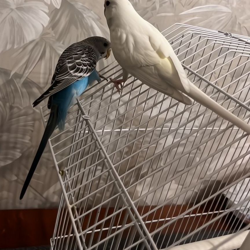 Волнистый попугай