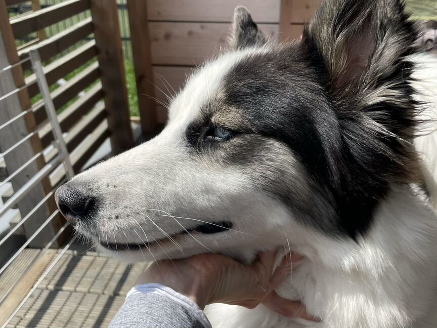 Якутская лайка