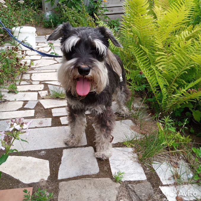 Найдена собака цвергшнауцер