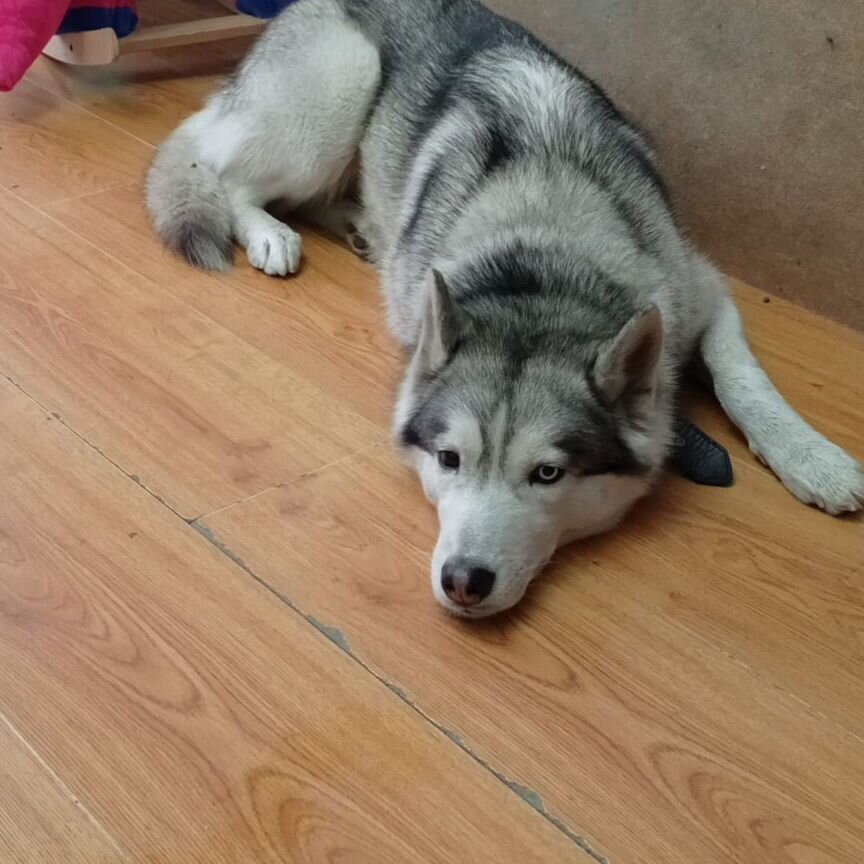 Взрослая собака в добрые руки