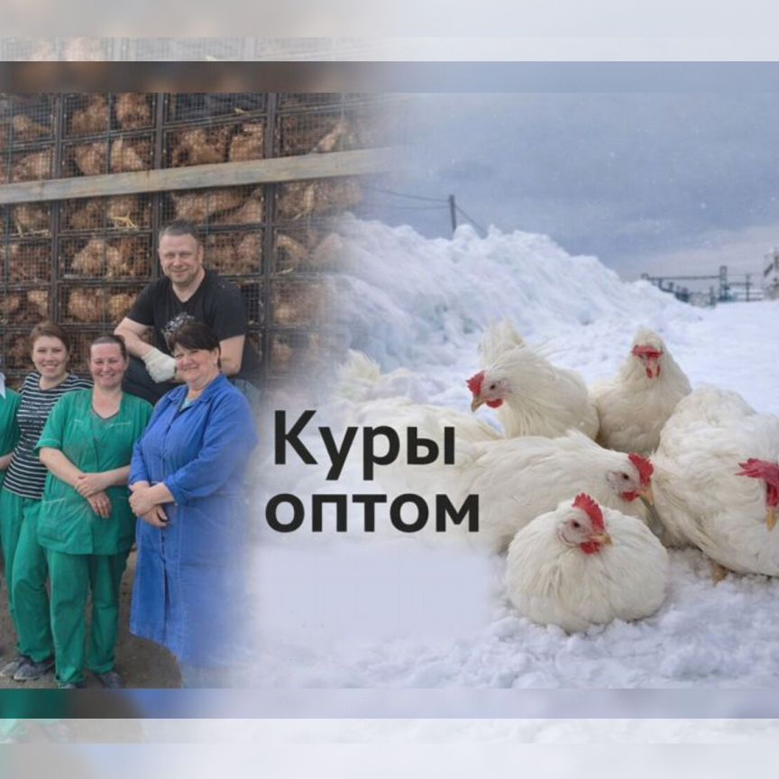 Породистые куры Доминант