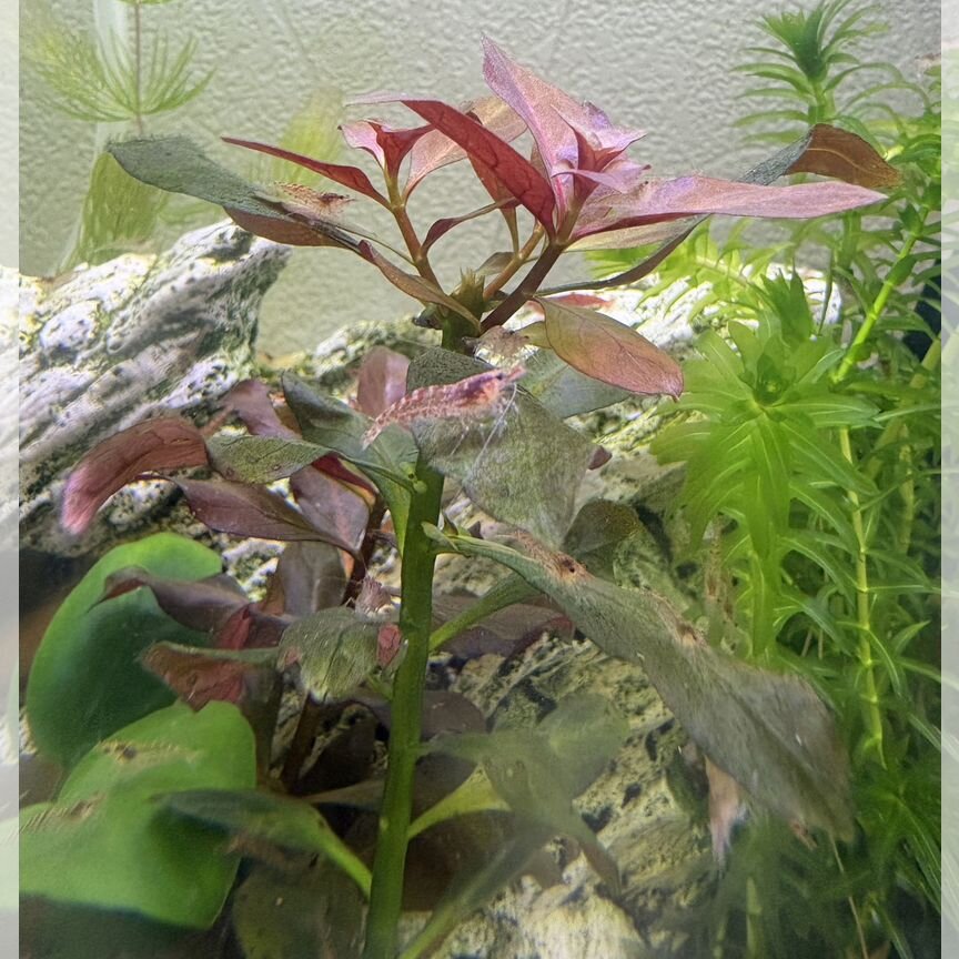 Креветки вишня