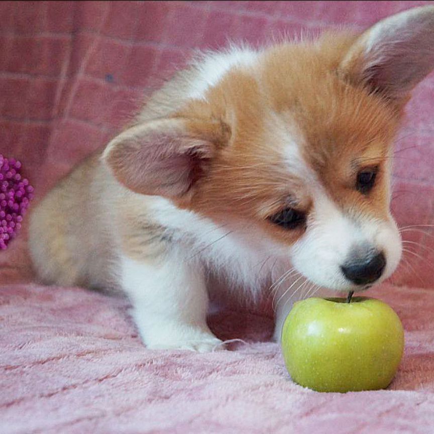 Вельш Корги Пемброк, щенок