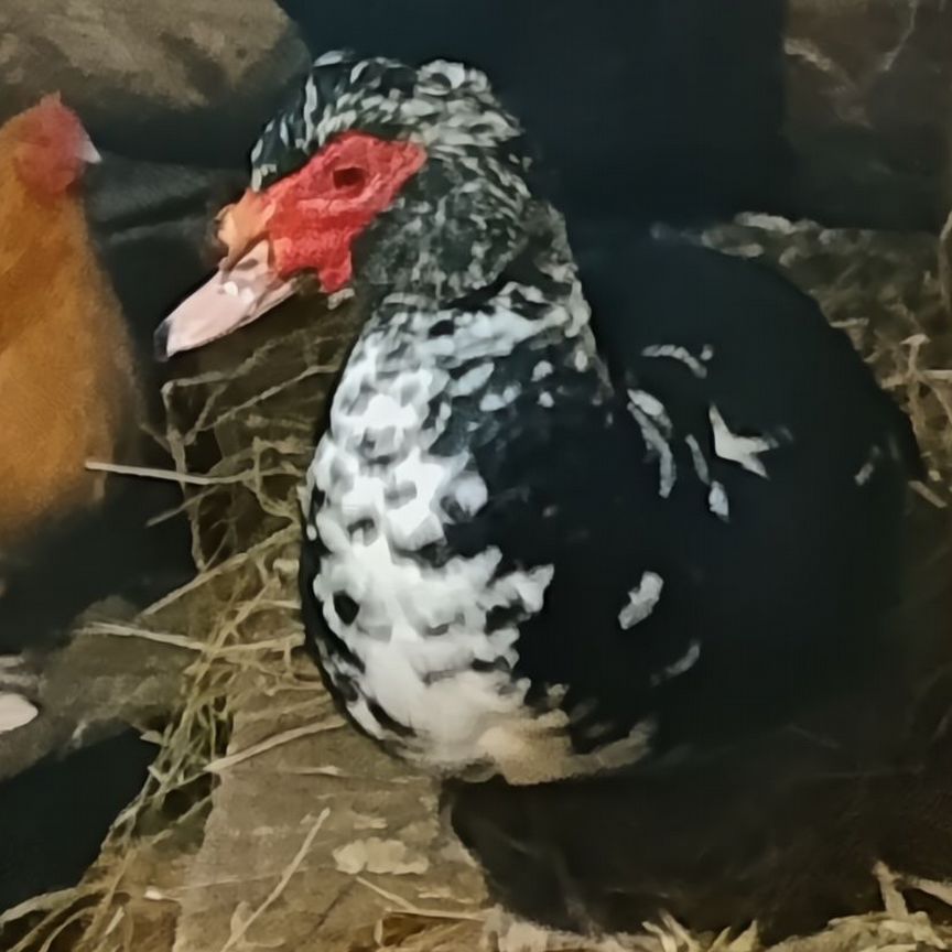 Мускусные утки