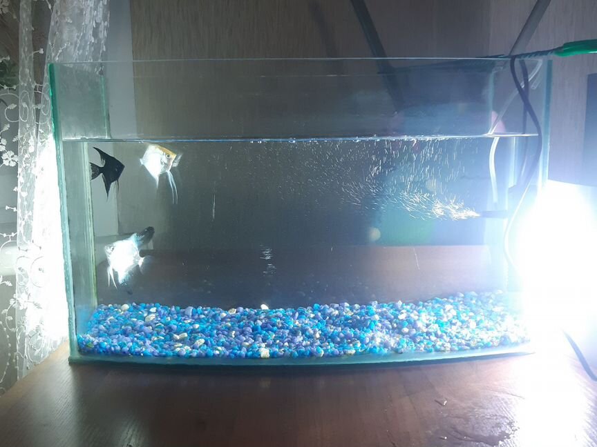 Аквариумные рыбки