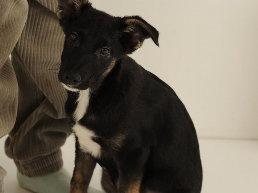 Маленькие собачки ищут дом