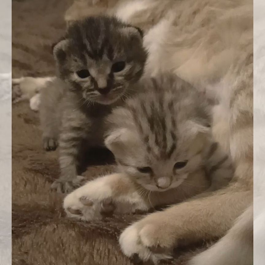 Котята крысоловы