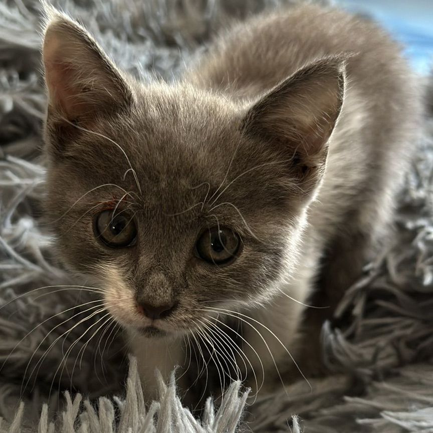 Котёнок девочка