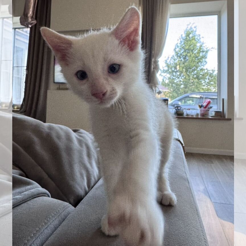 Котенок курильский бобтейл 2 месяца