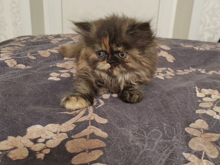 Персидская