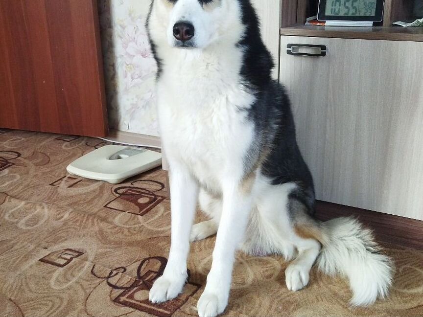 Хаски кобель вязка