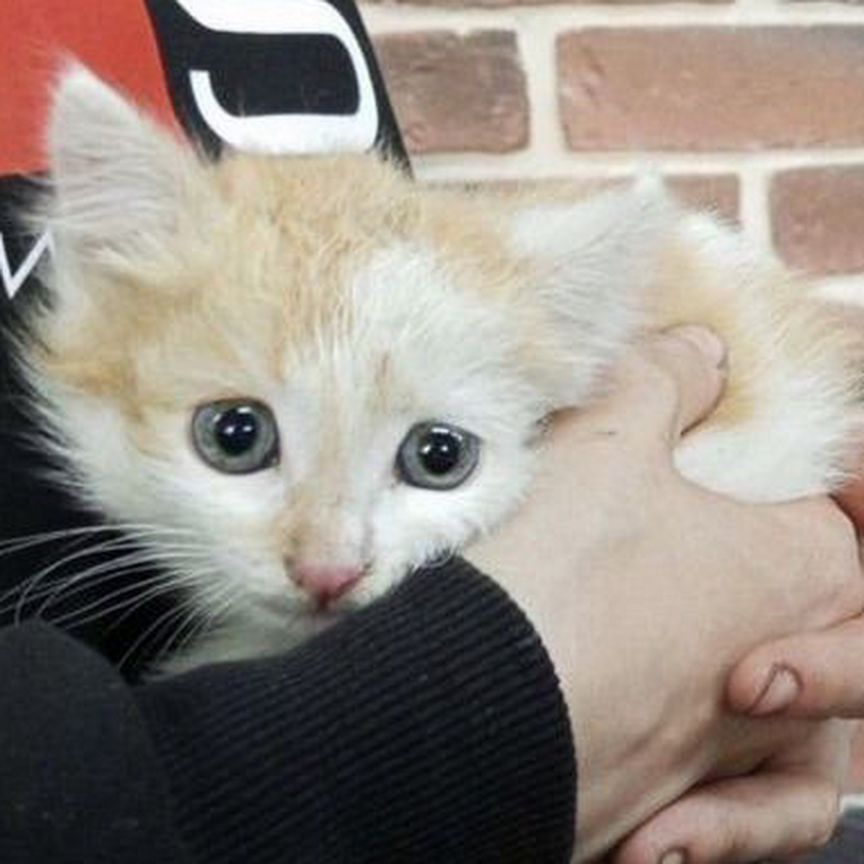 Котенок в добрые руки