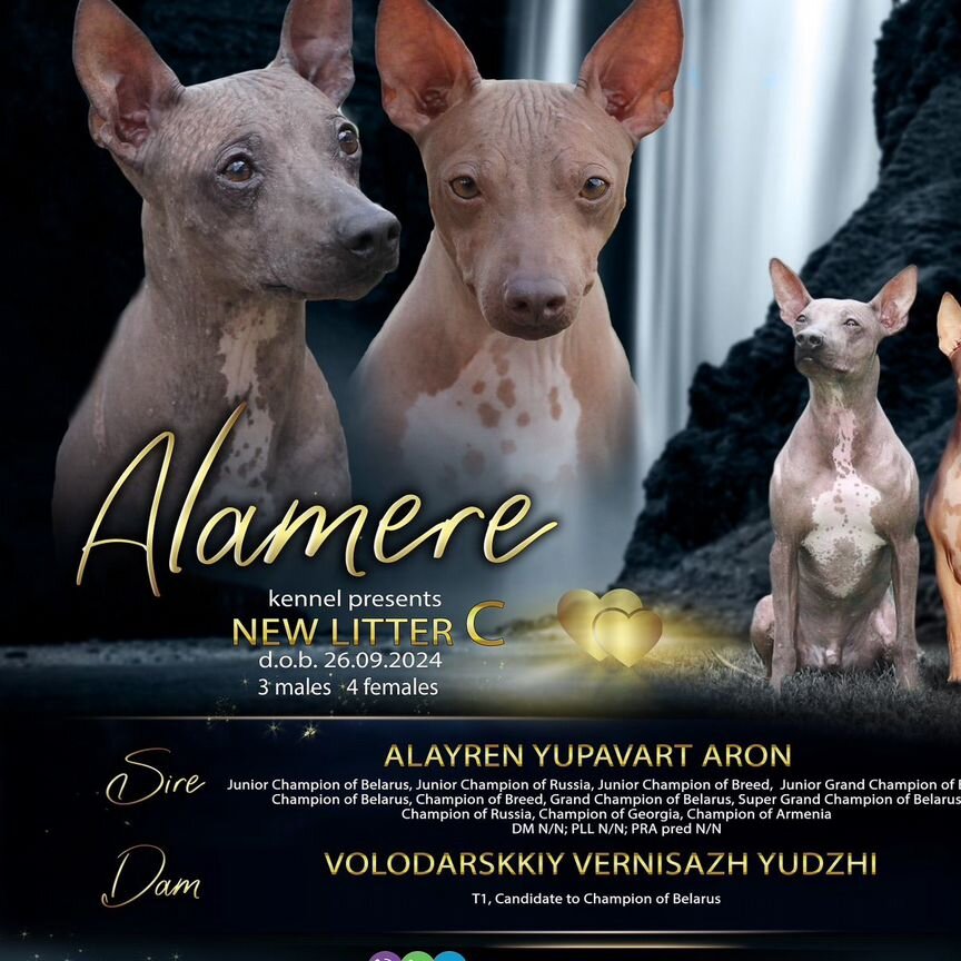 Американский голый терьер мальчики и девочки