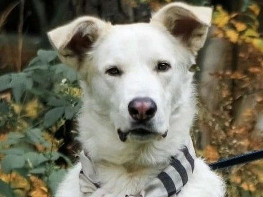 Собака в добрые руки