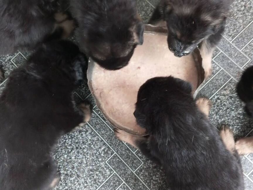 Щенки немецкой овчарки