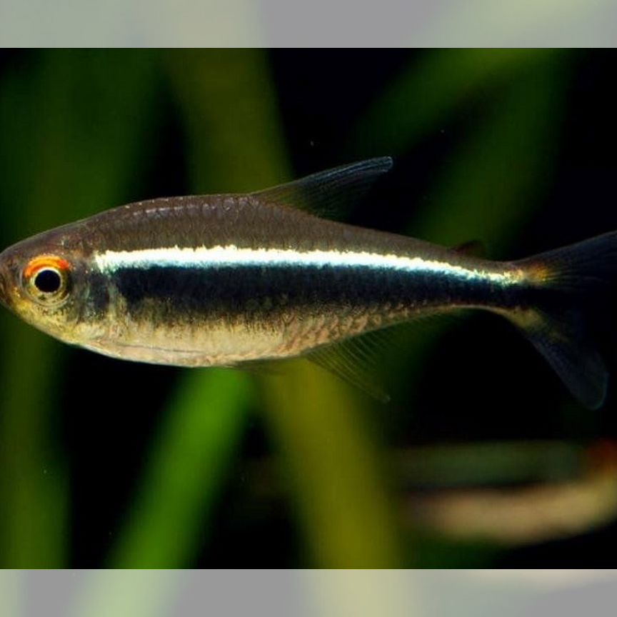 Неон черный