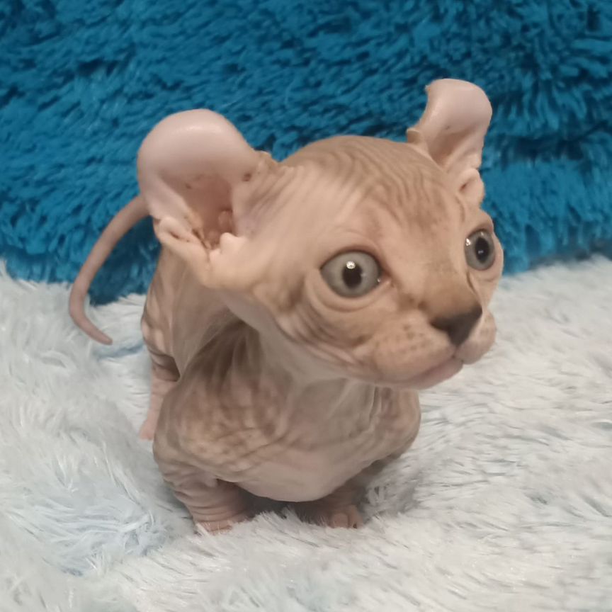 Котенок двэльф