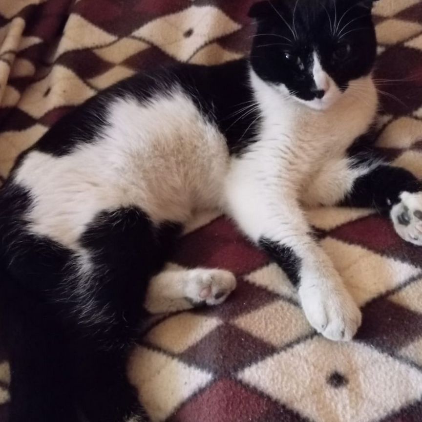 Нашелся кот