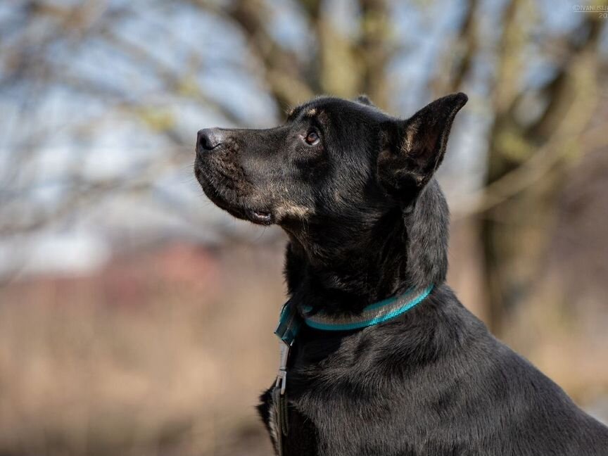 Очень восспитанный Спайк ищет верного друга