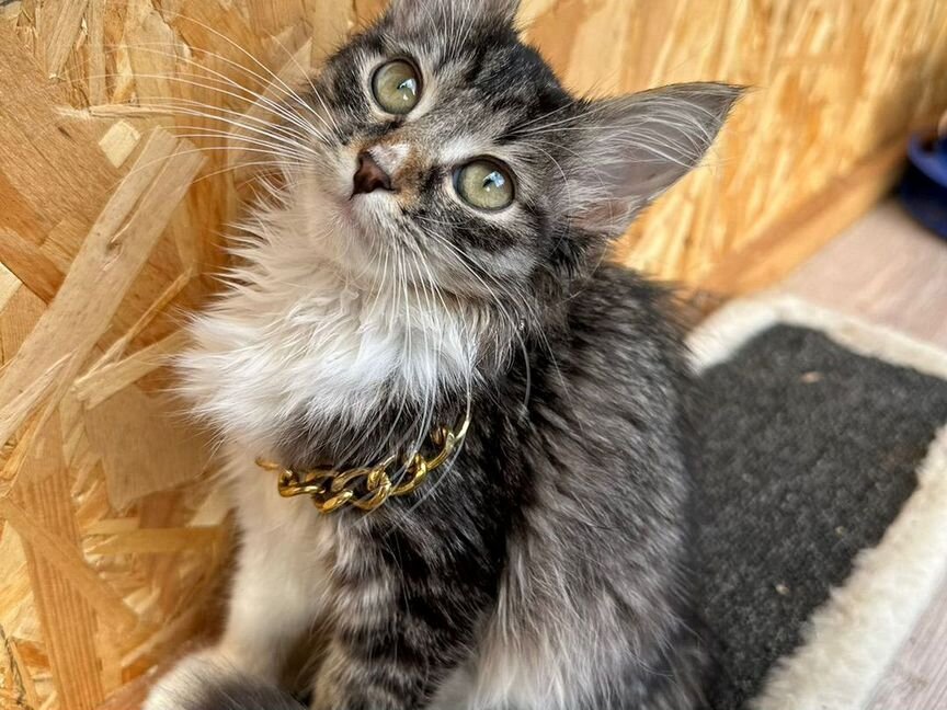 Котенок бесплатно