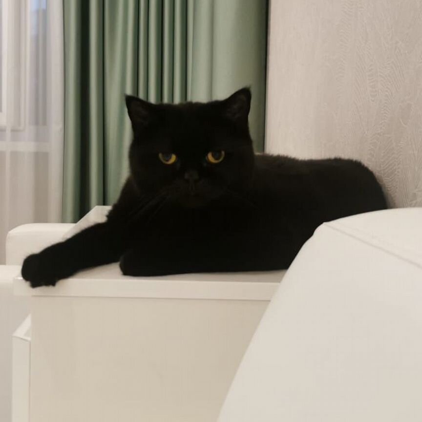 Шотландская прямоухая короткошёрстная кошка, взрослая