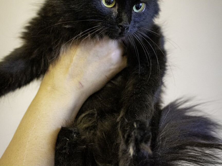 Кошечка в добрые руки