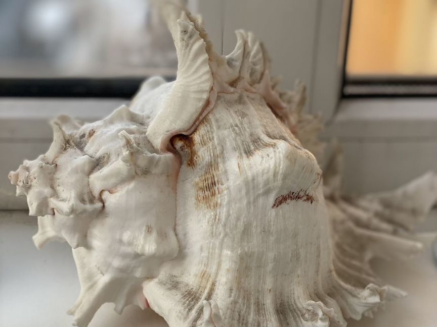 Раковины морские разные