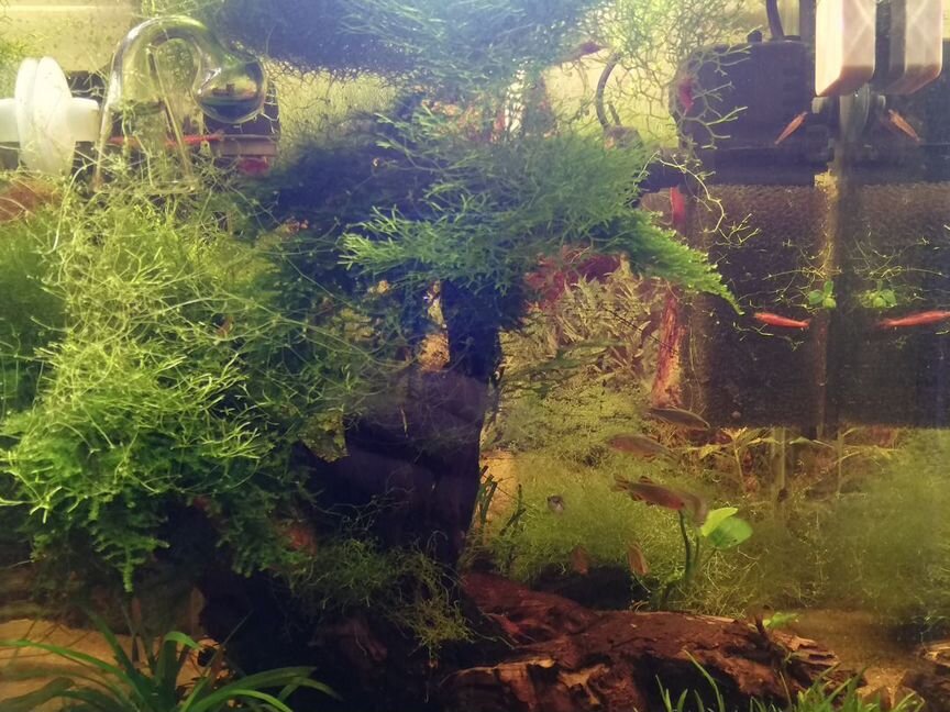 Риччия шапкой