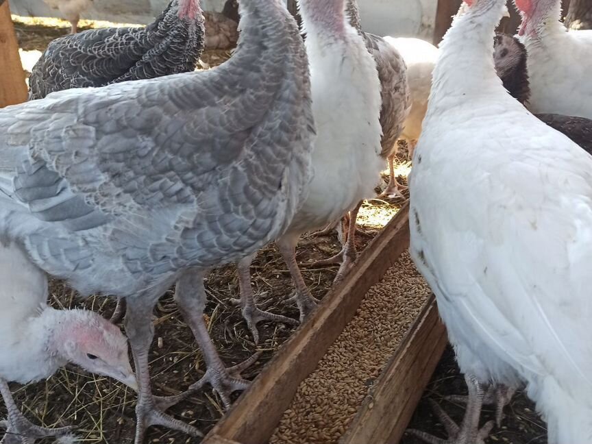 Индюшата подрощенные