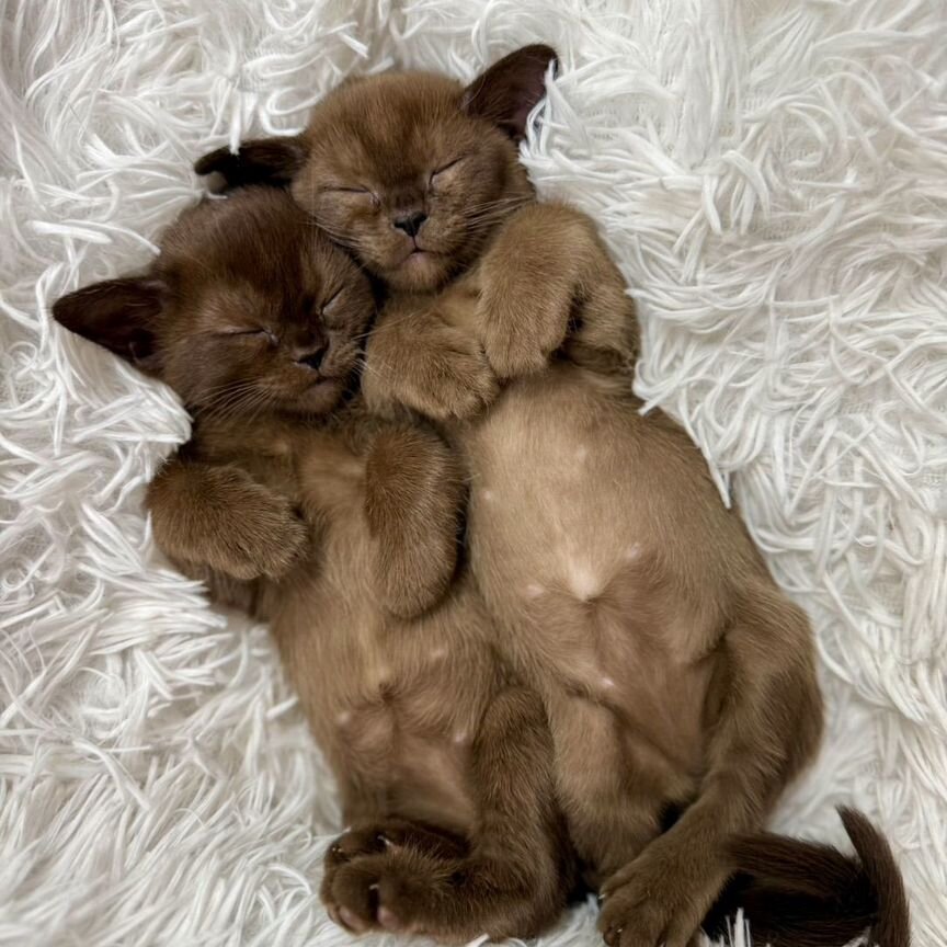 Котята бурманские