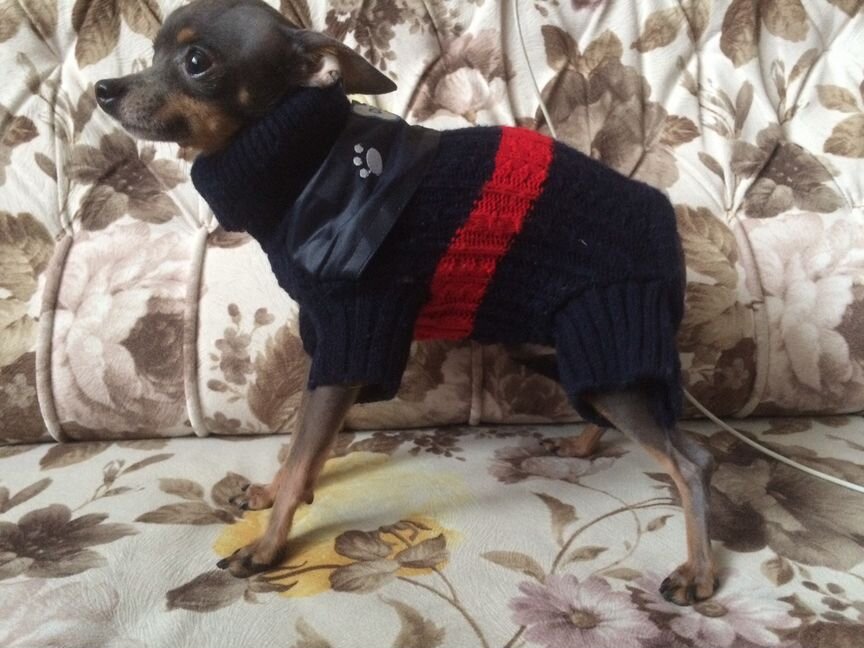 Костюм для собак мелких пород