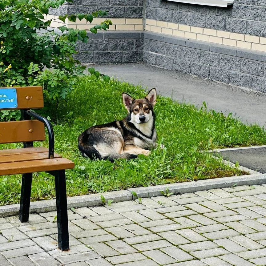 Тайсон ищет дом