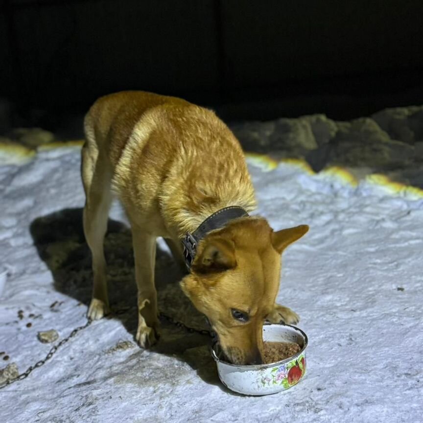 Собака в добрые руки отдам бесплатно