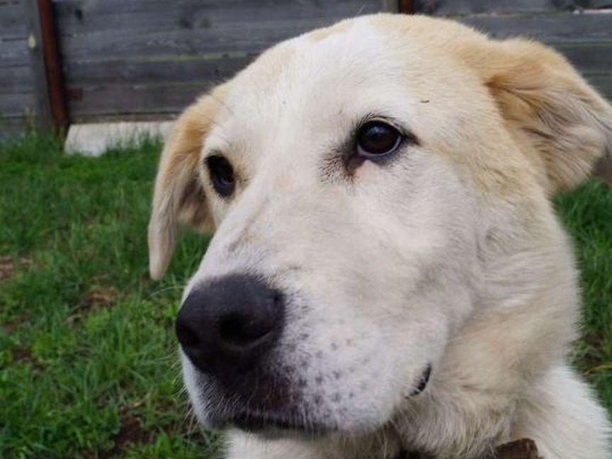 Щенок алабая