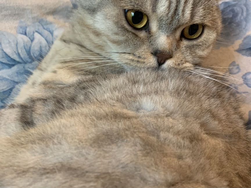 Шотландская