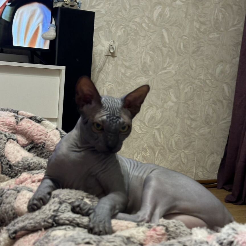 Канадский сфинкс котенок