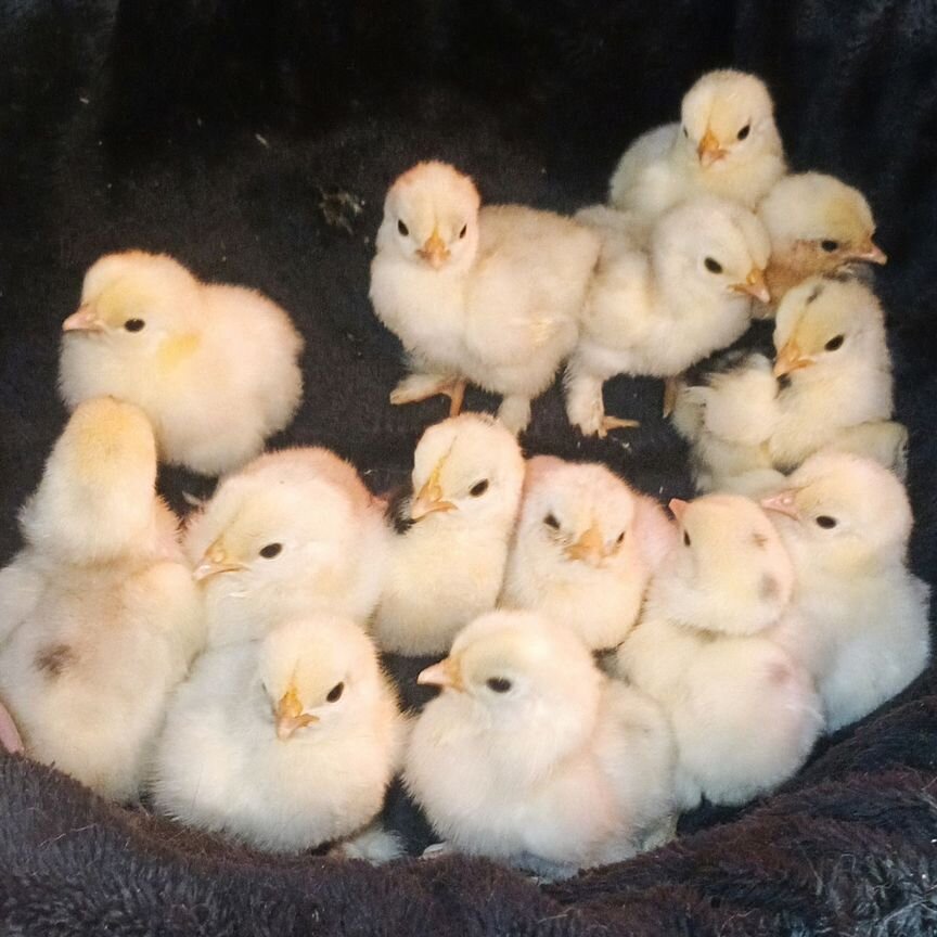 Цыпленок карликовый кохинхин