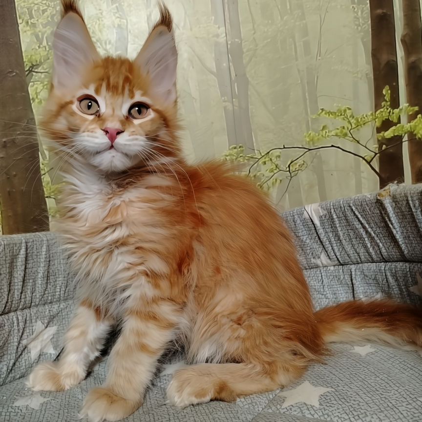 Мейн-кун котёнок