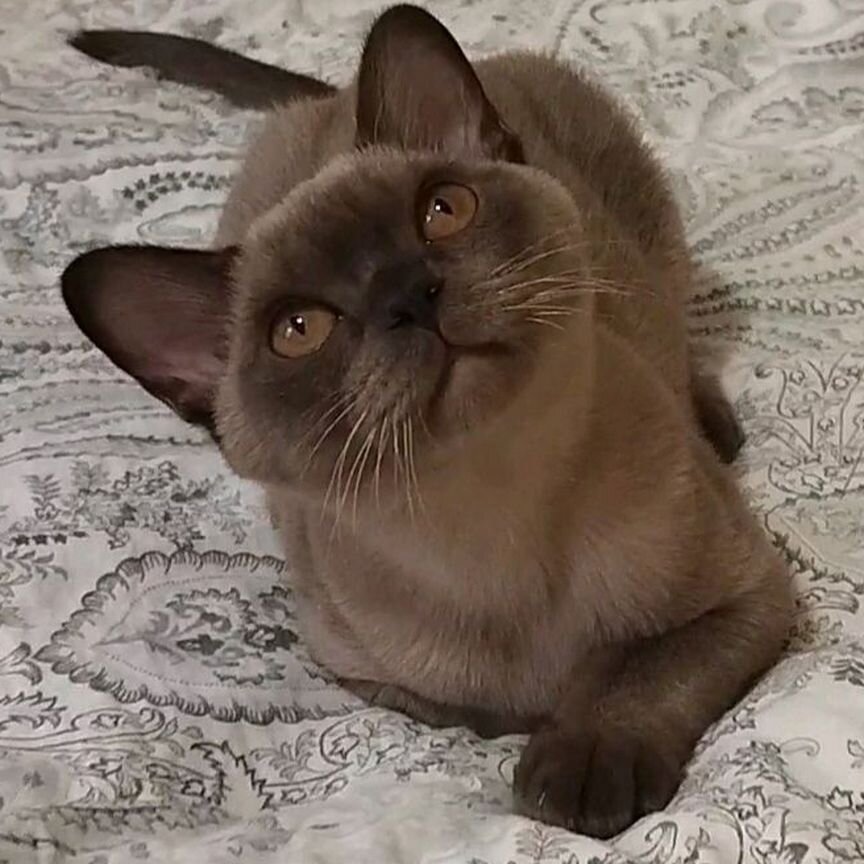 Бурманские котята