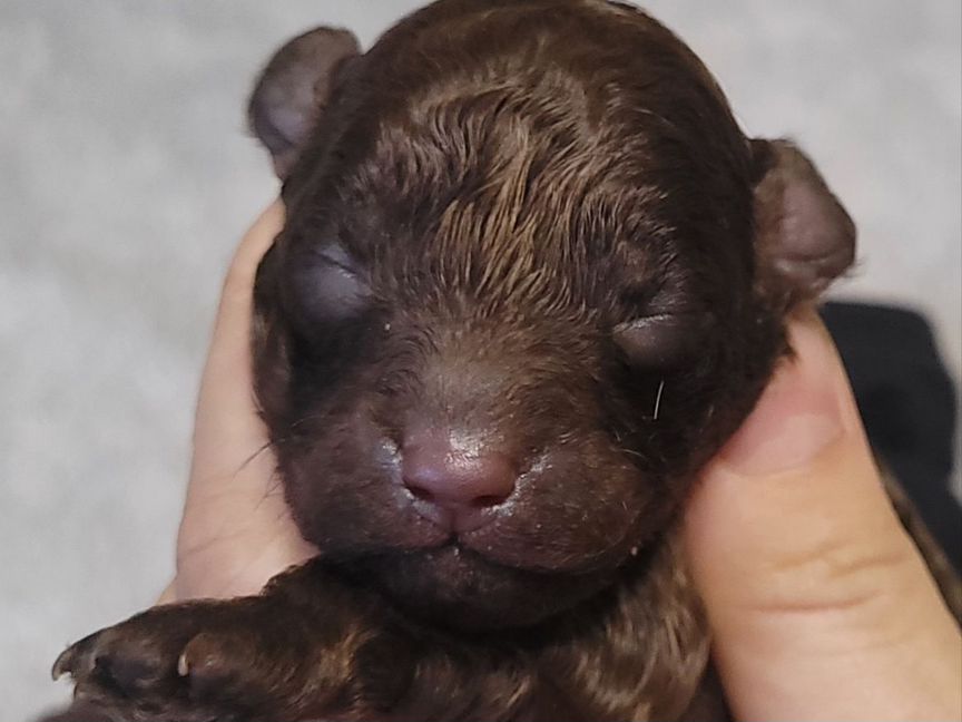 Шоколадные и черные той пудели