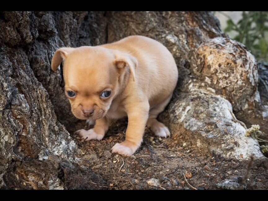 Щенки чихуахуа