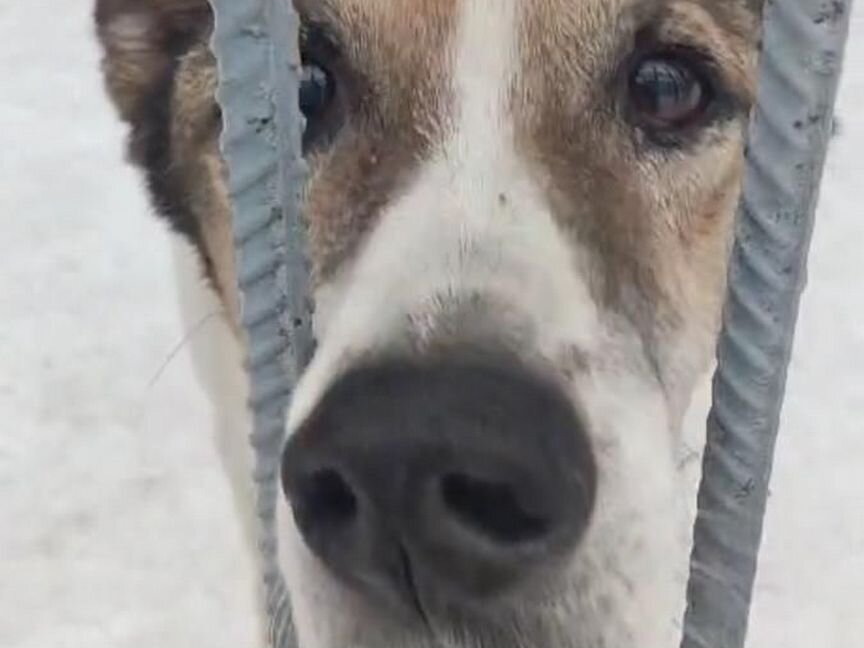 Пес попал в отлов