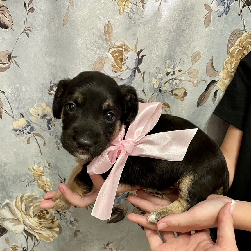 Щенки таксы