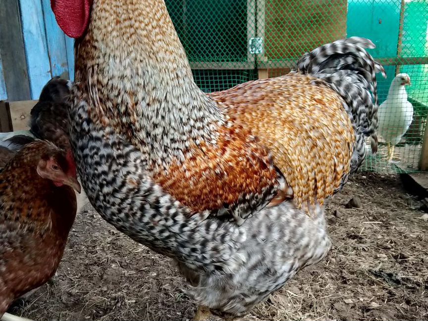 Петух билефельдер на племя