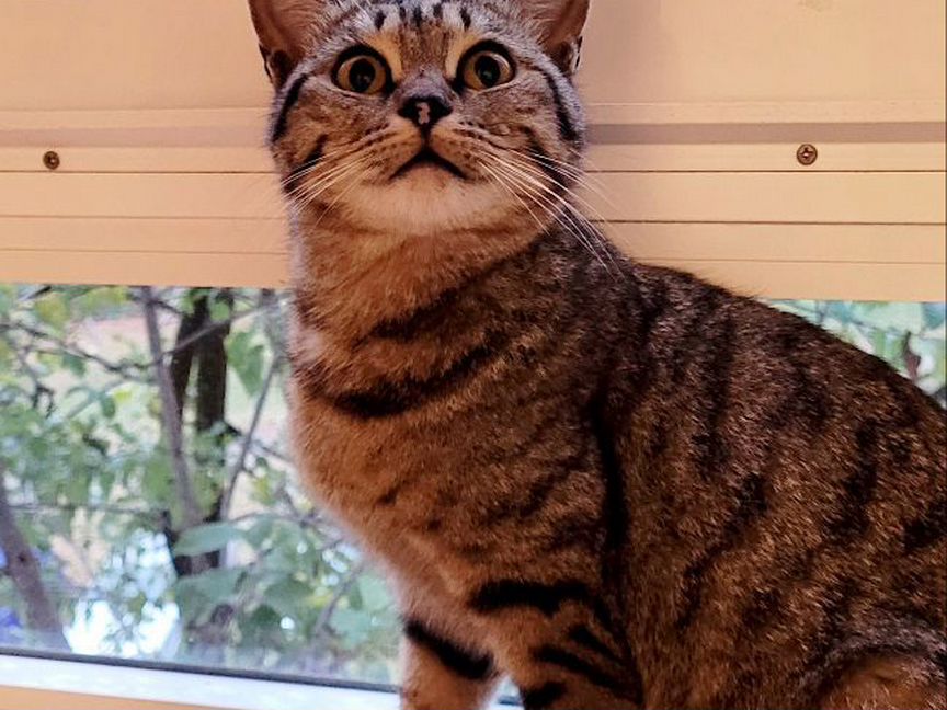 Ласковая девочка