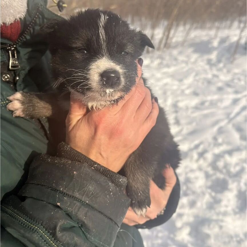 Щенок в добрые руки